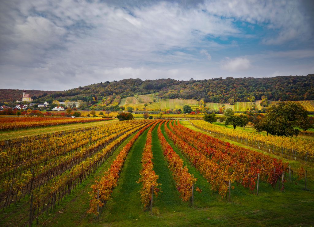 Es wird ein Wein sein - Bauernladen