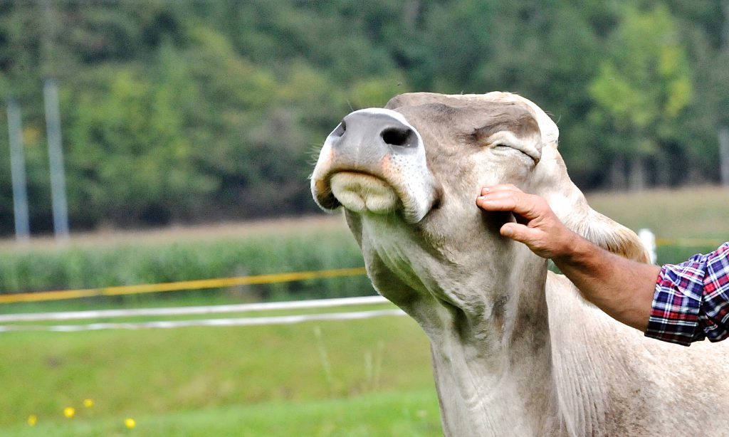 Der Tag der Kuh - Bauernladen