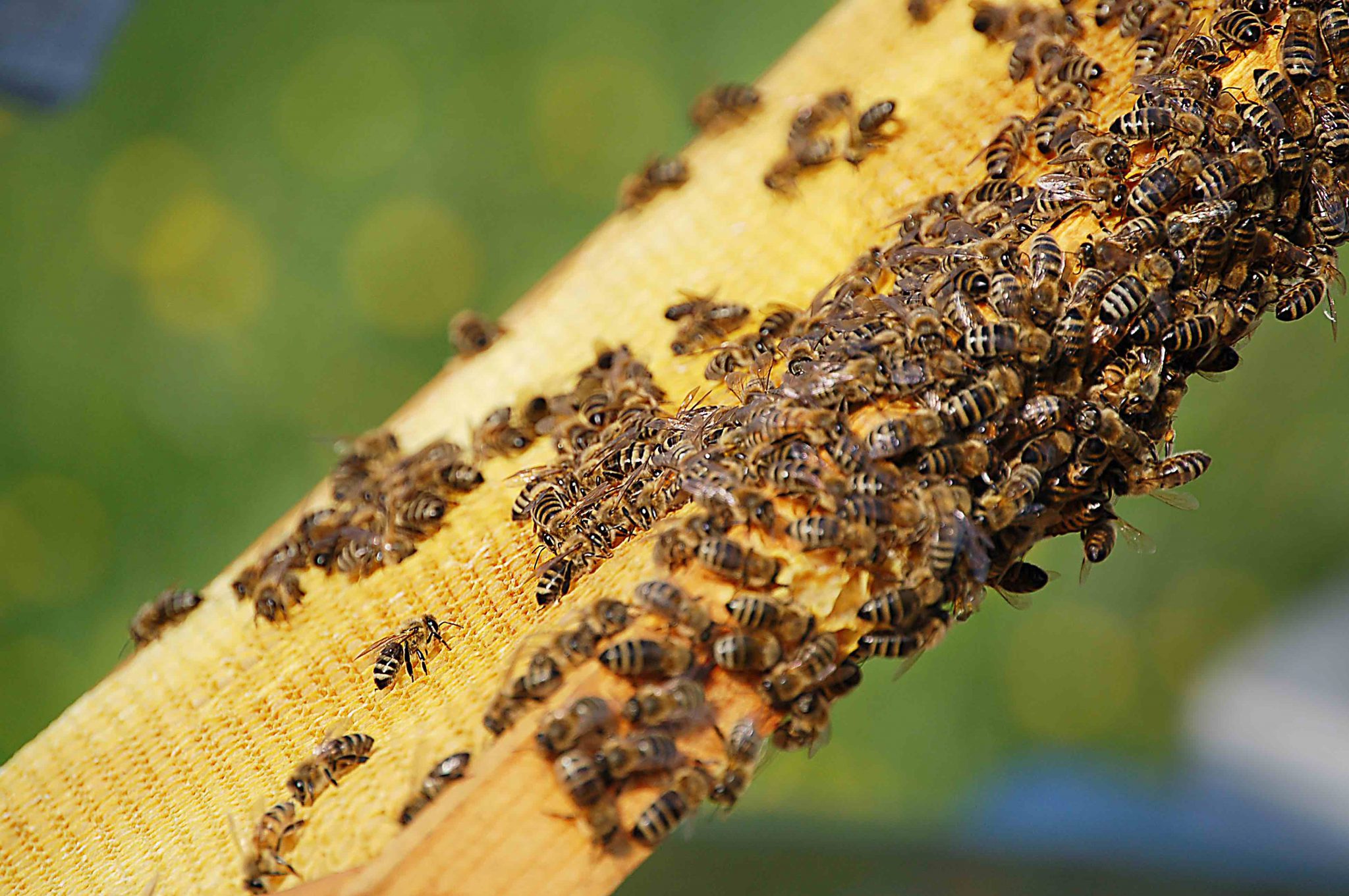 Honig + Wabe = Gesunder Genuss - Bauernladen