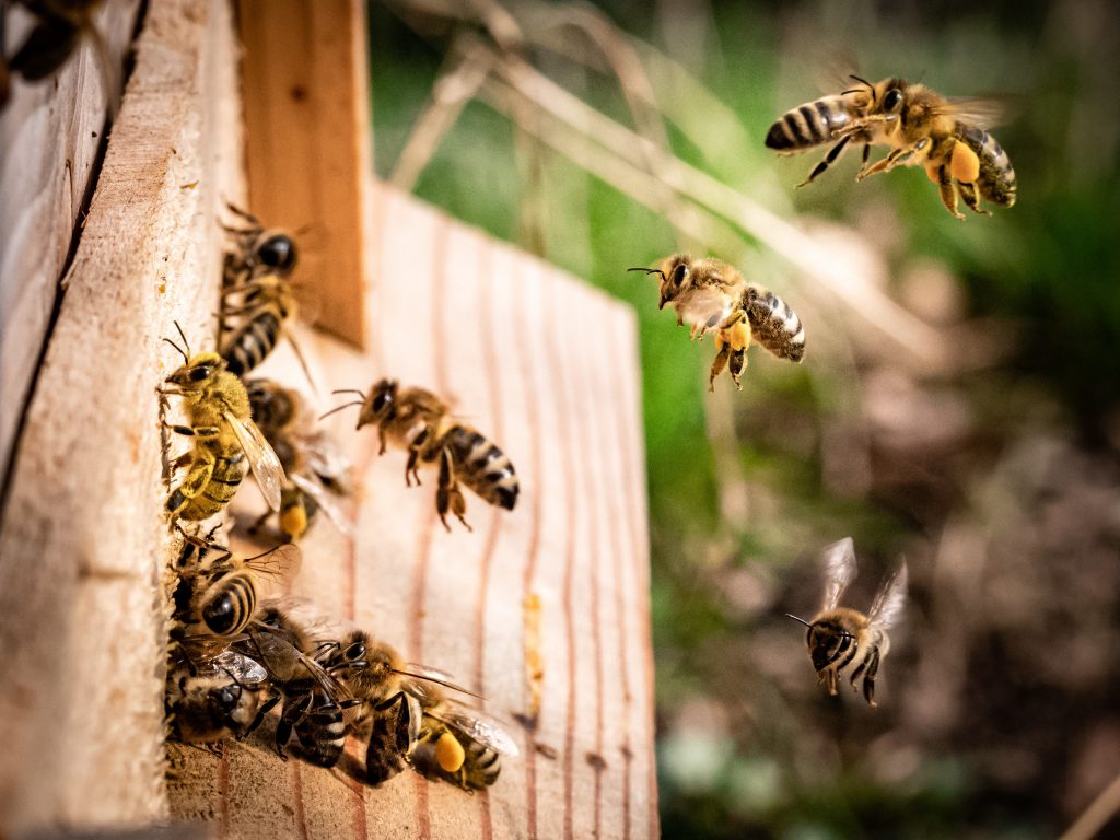 Ein Blick in den Bienenstock - Bauernladen